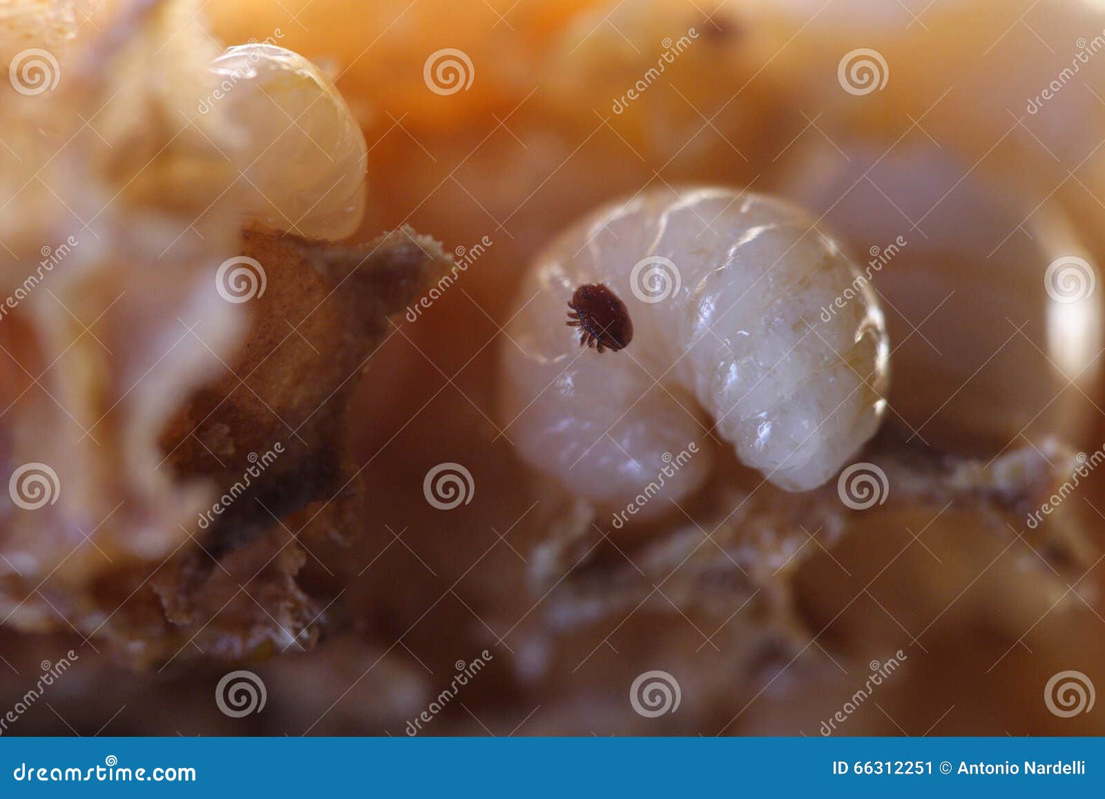 Varroa stock image. Image of larva, varroa, varroamilbe - 66312251