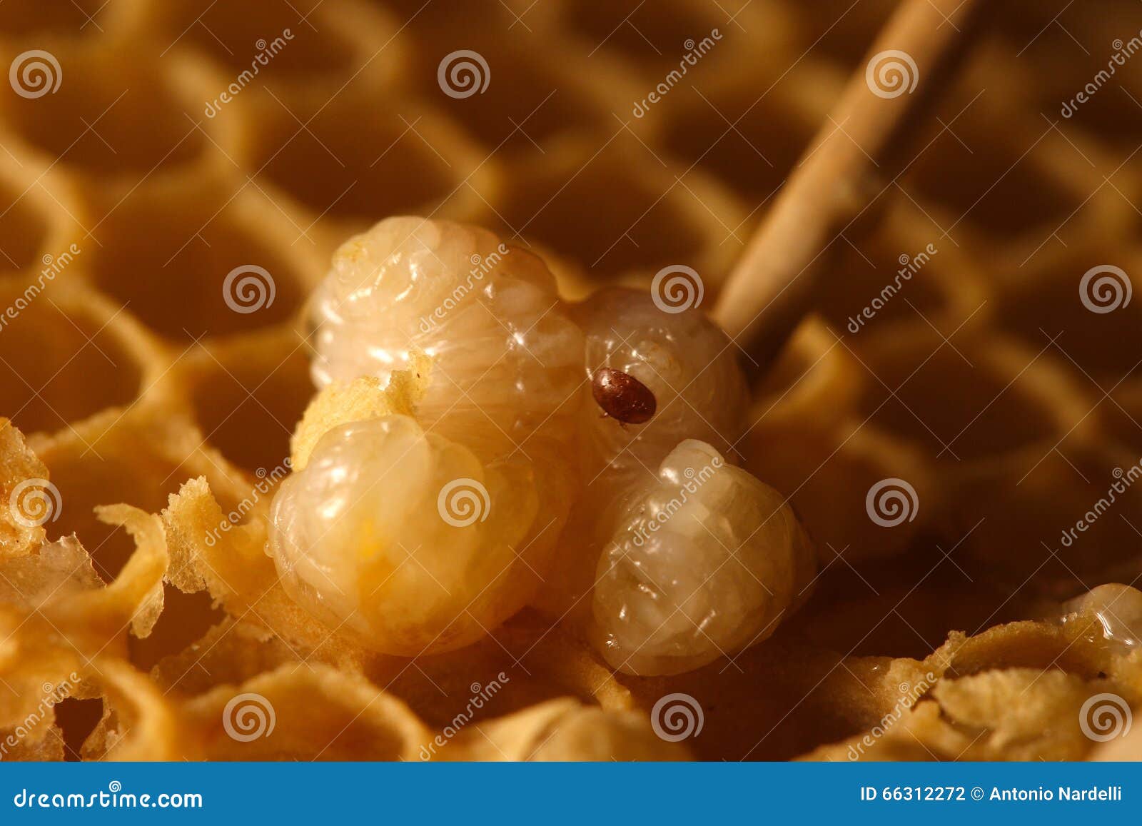 Varroa stock photo. Image of destructor, larva, animals - 66312272
