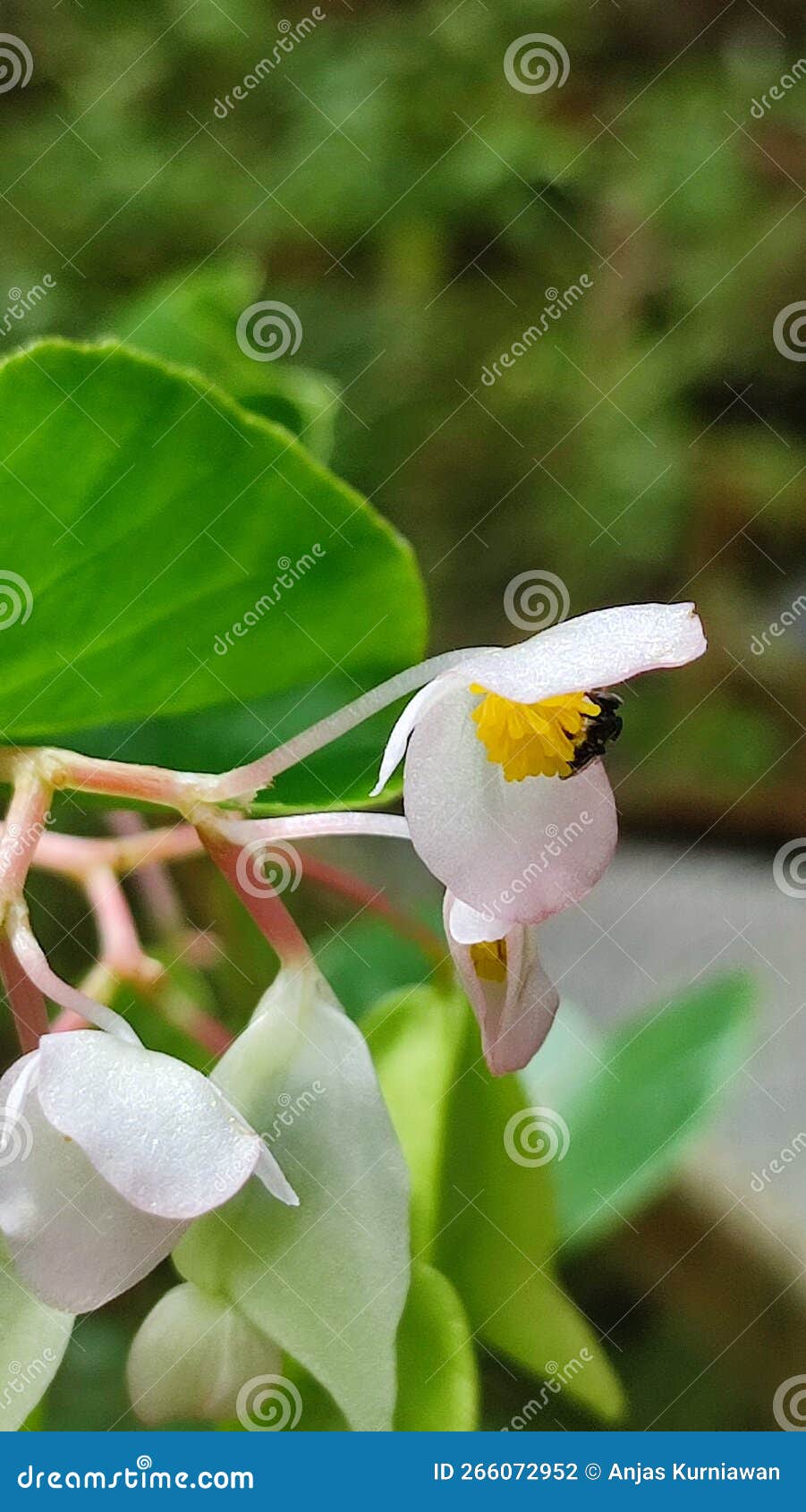 Vas flower plant stock photo. Image of wildflower, leaf - 266072952