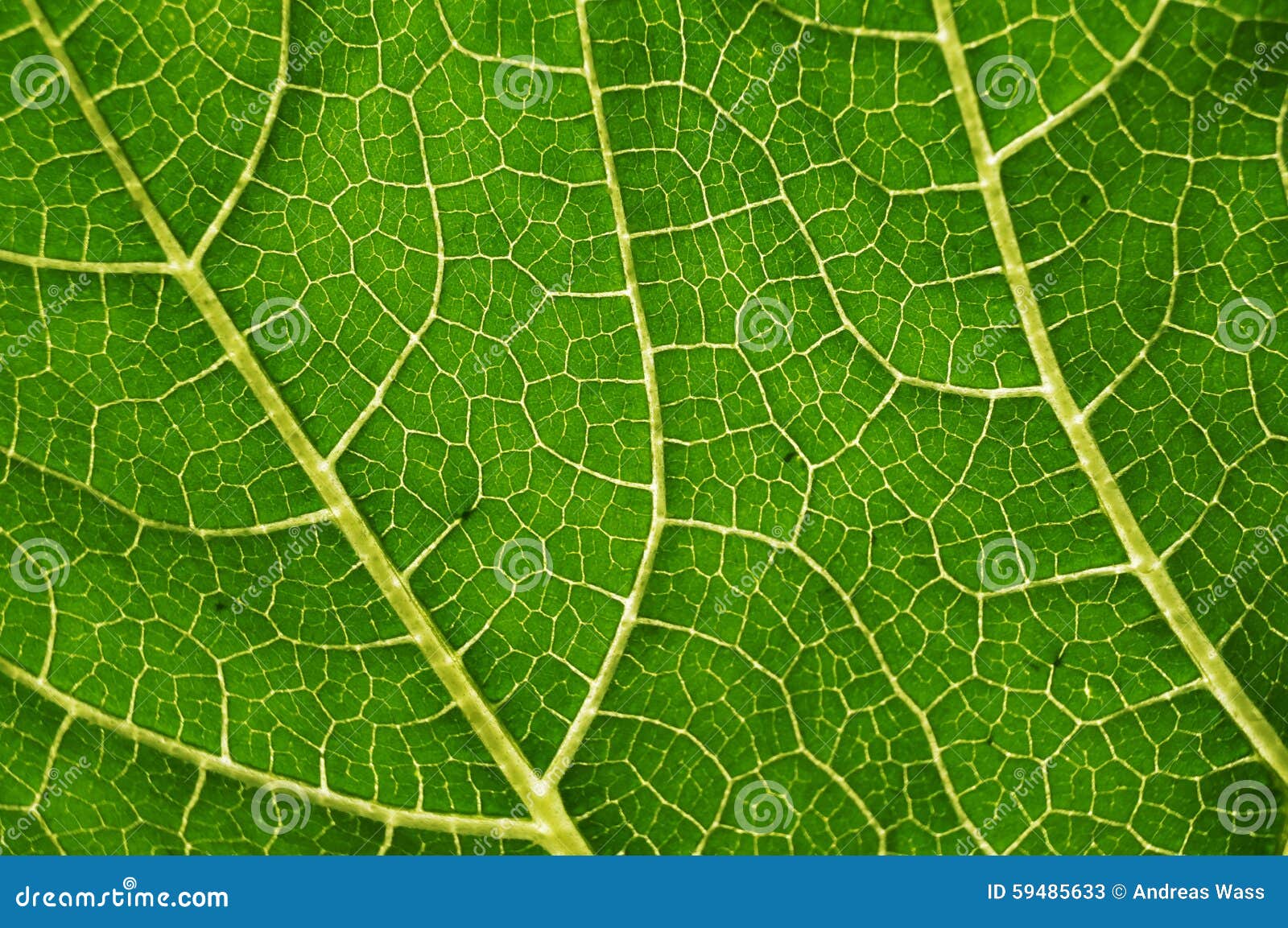 Vascular Bundles within a Pumpkin Leaf Stock Image - Image of lush ...