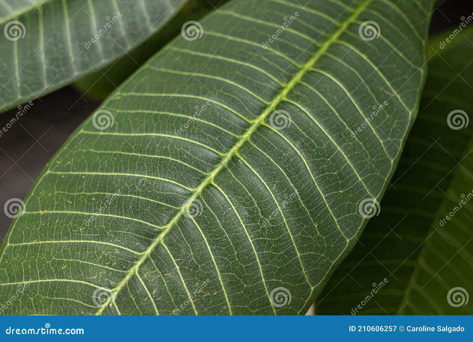 Vascular Leaf Seen Up Close Stock Image - Image of botanic, flora ...