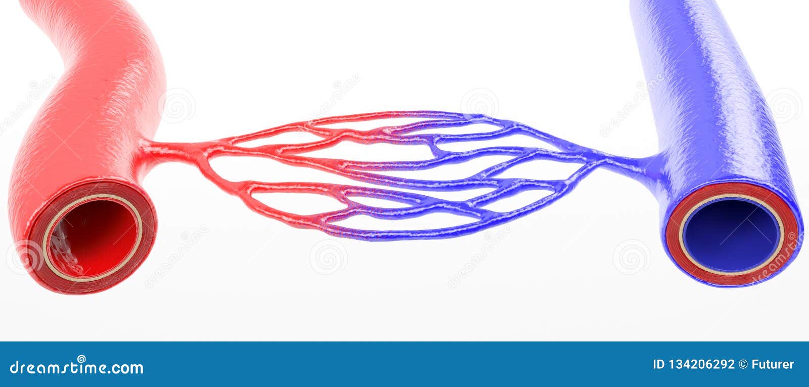 The Vascular Network of the Human - 3D Rendering Stock Illustration ...