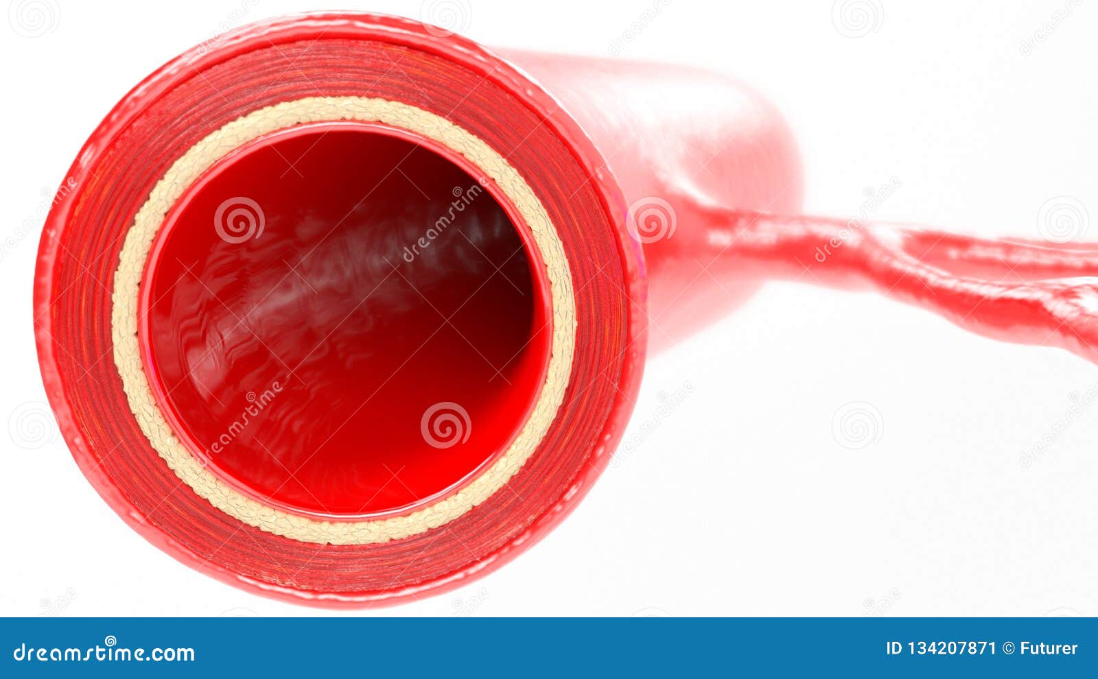 The Vascular Network of the Human - 3D Rendering Stock Illustration ...