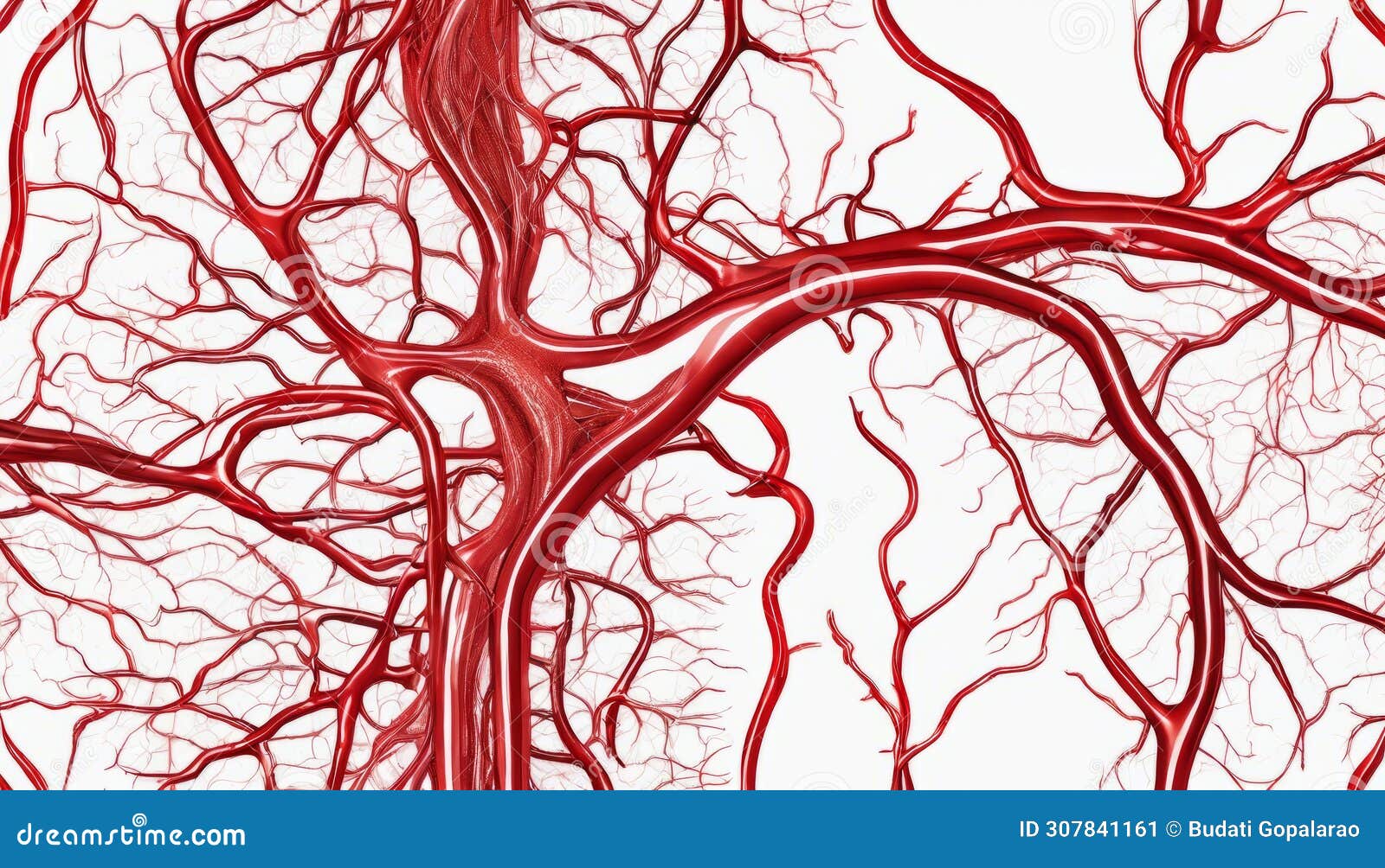 Vascular Network - the Intricate Beauty of Blood Vessels Stock ...