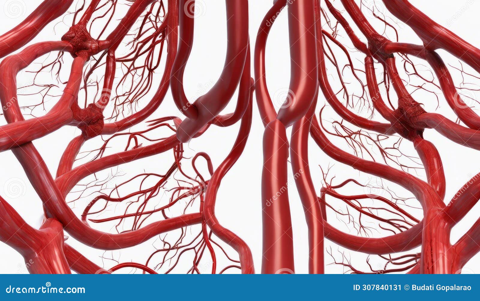 Vascular Network, Intricate and Complex, Symbolizing Life S Intricate ...