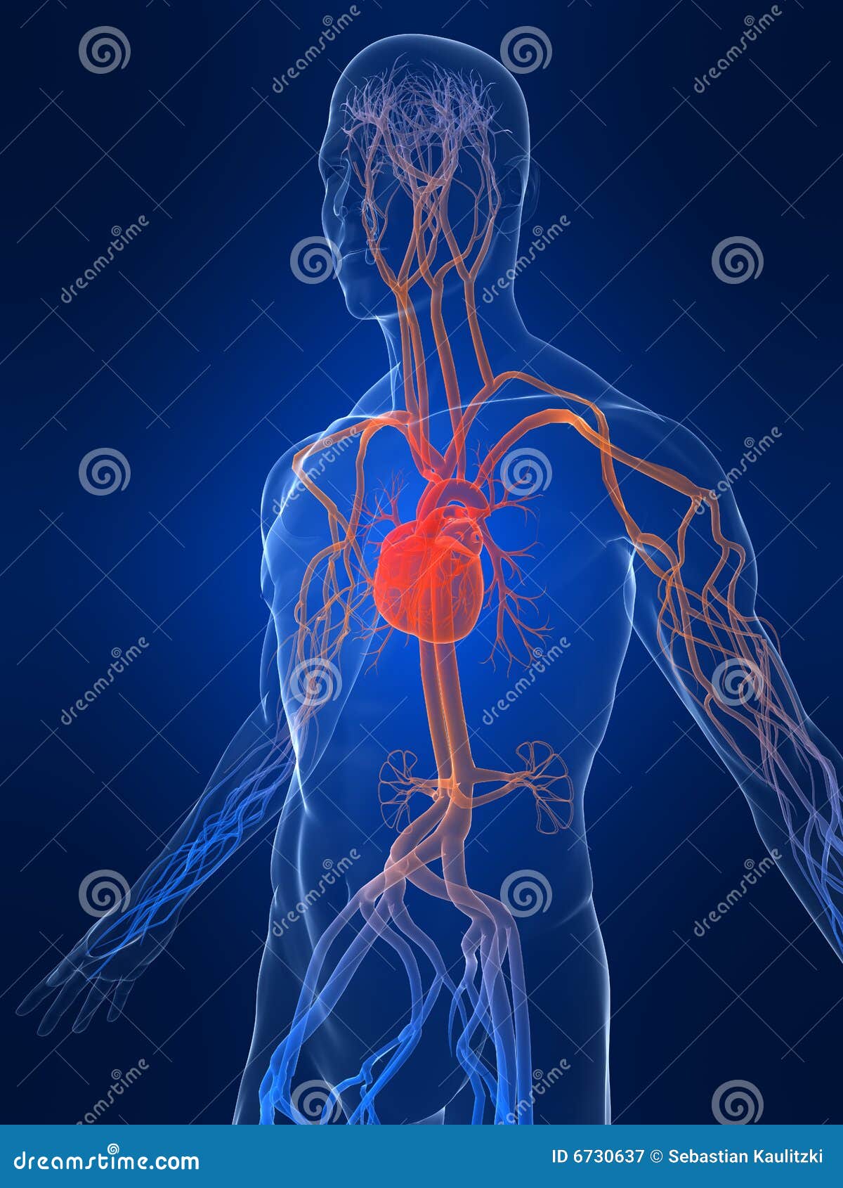 Vascular System Cartoon Vector | CartoonDealer.com #1760405