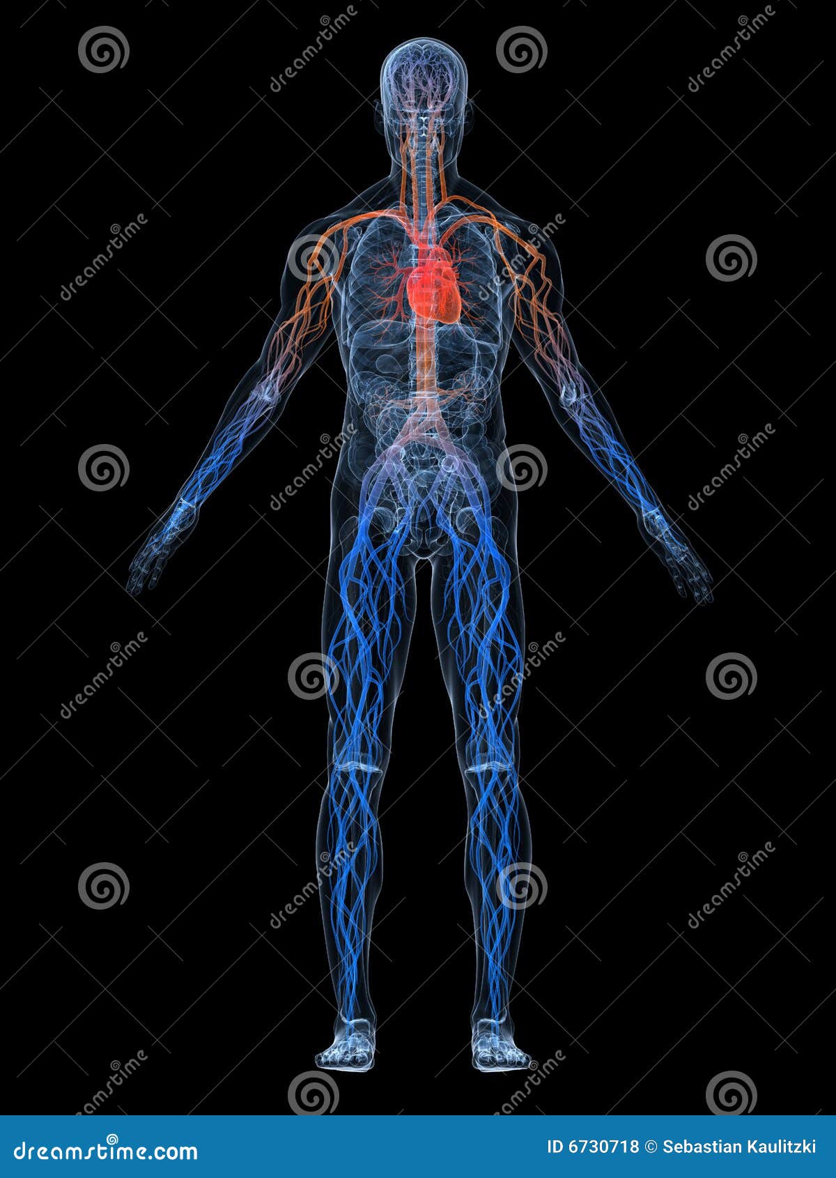 Vascular System Royalty-Free Cartoon | CartoonDealer.com #6730718