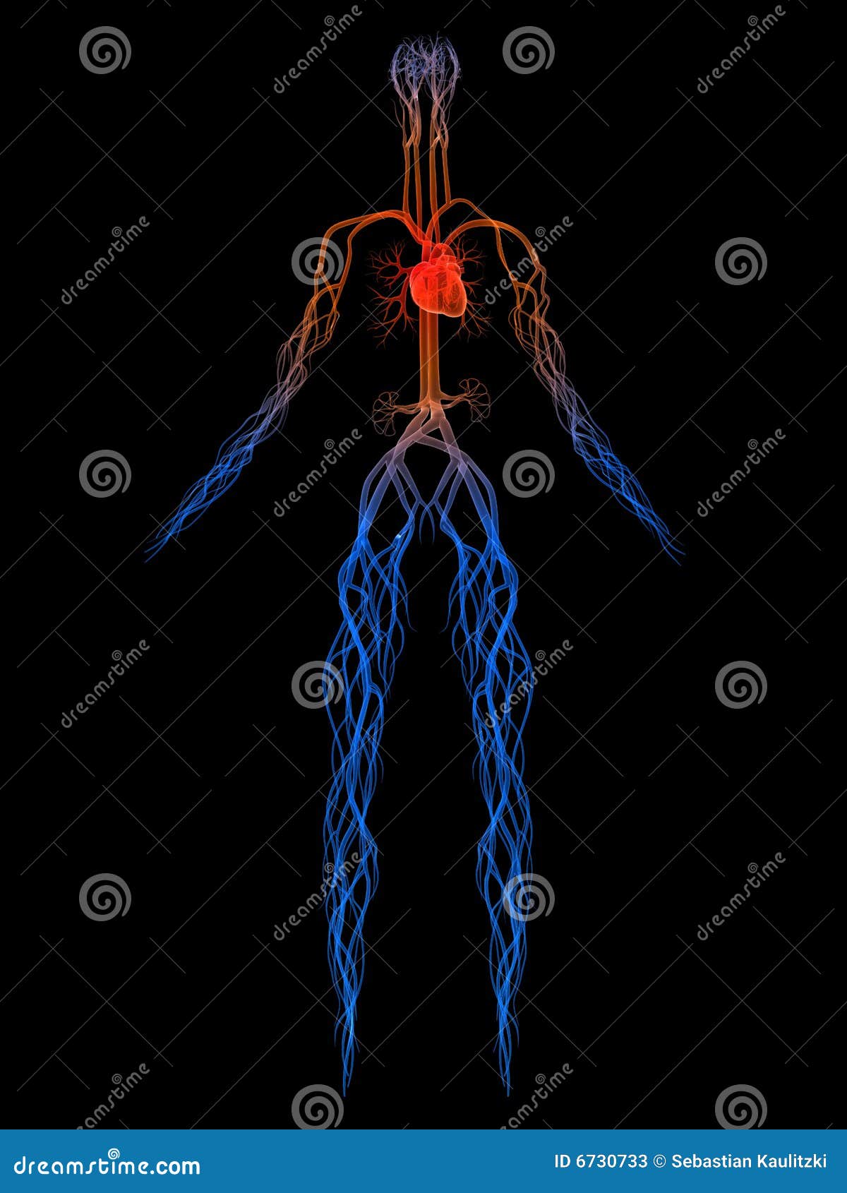 Vascular System Cartoon Vector | CartoonDealer.com #6443141