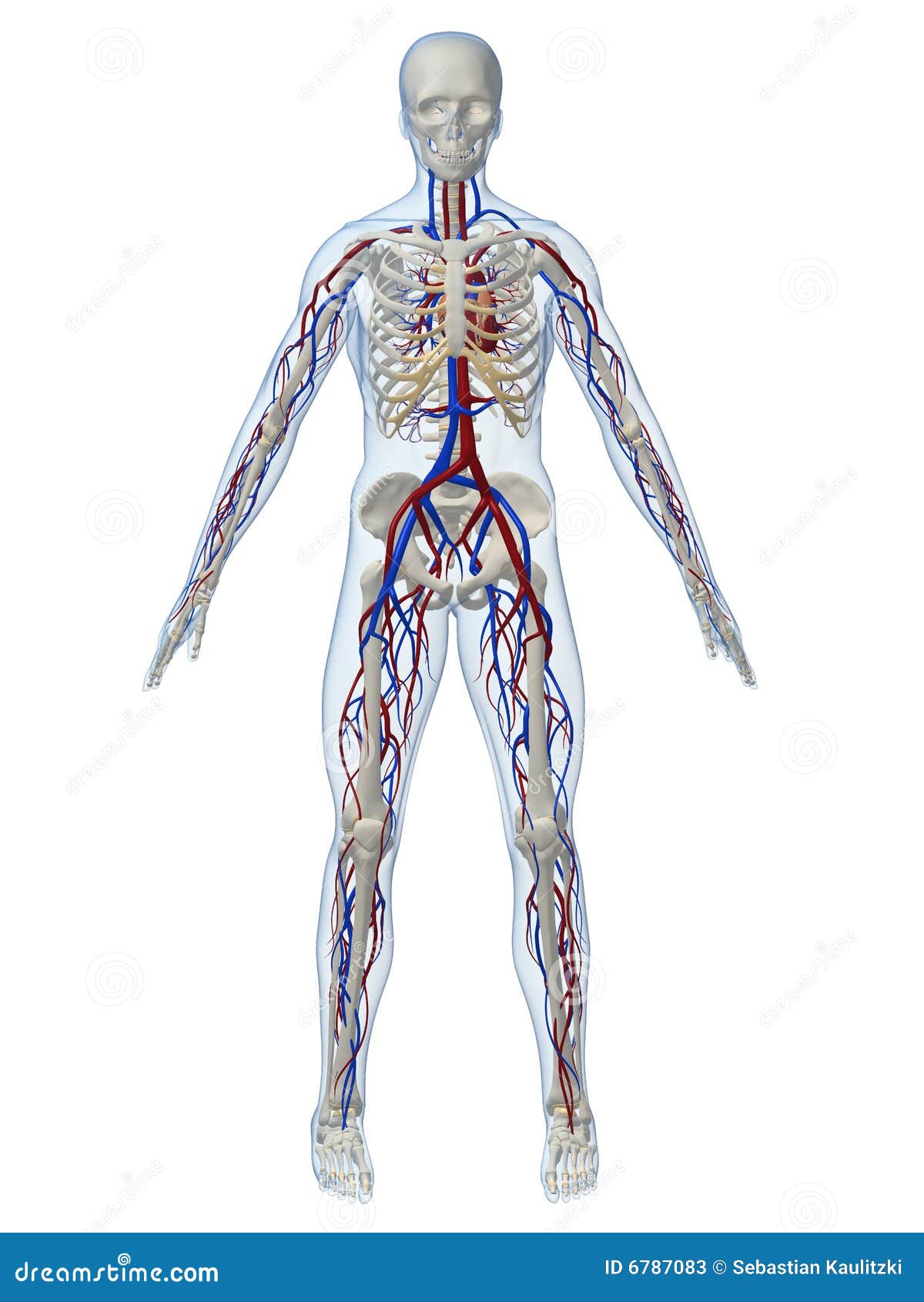 Vascular system stock illustration. Illustration of anatomy - 6787083