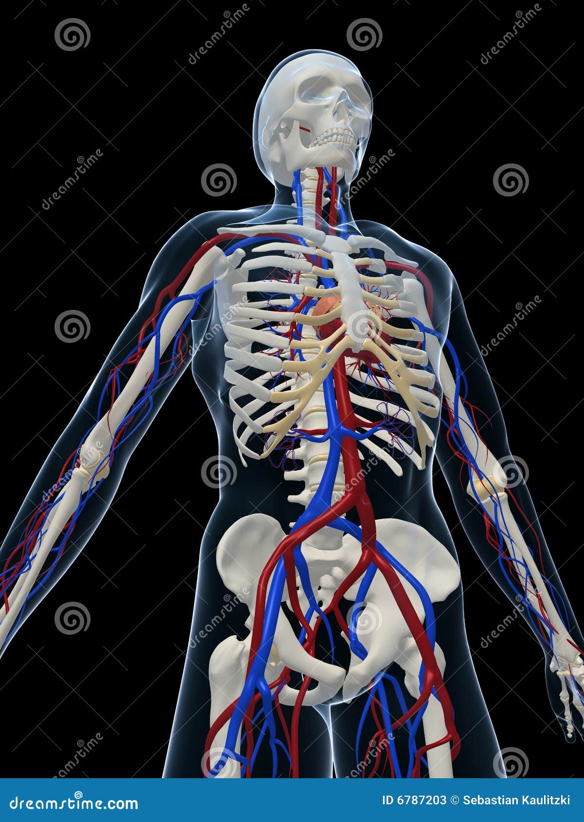 Vascular system stock illustration. Illustration of bluish - 6787203