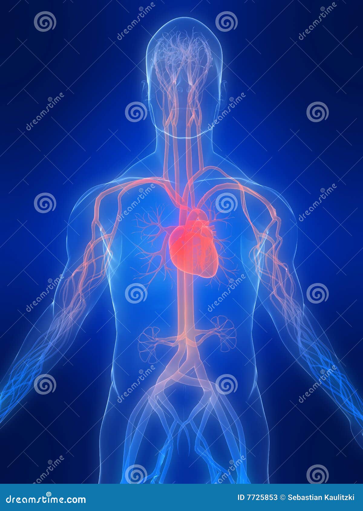 Vascular System Stock Illustration | CartoonDealer.com #7725853