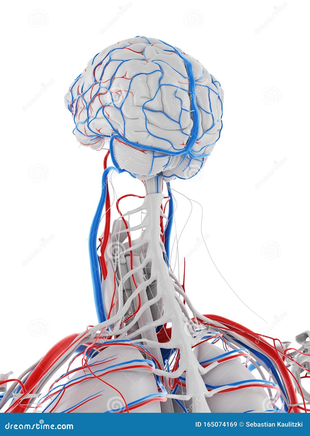 The Vascular System of the Brain Stock Illustration - Illustration of ...