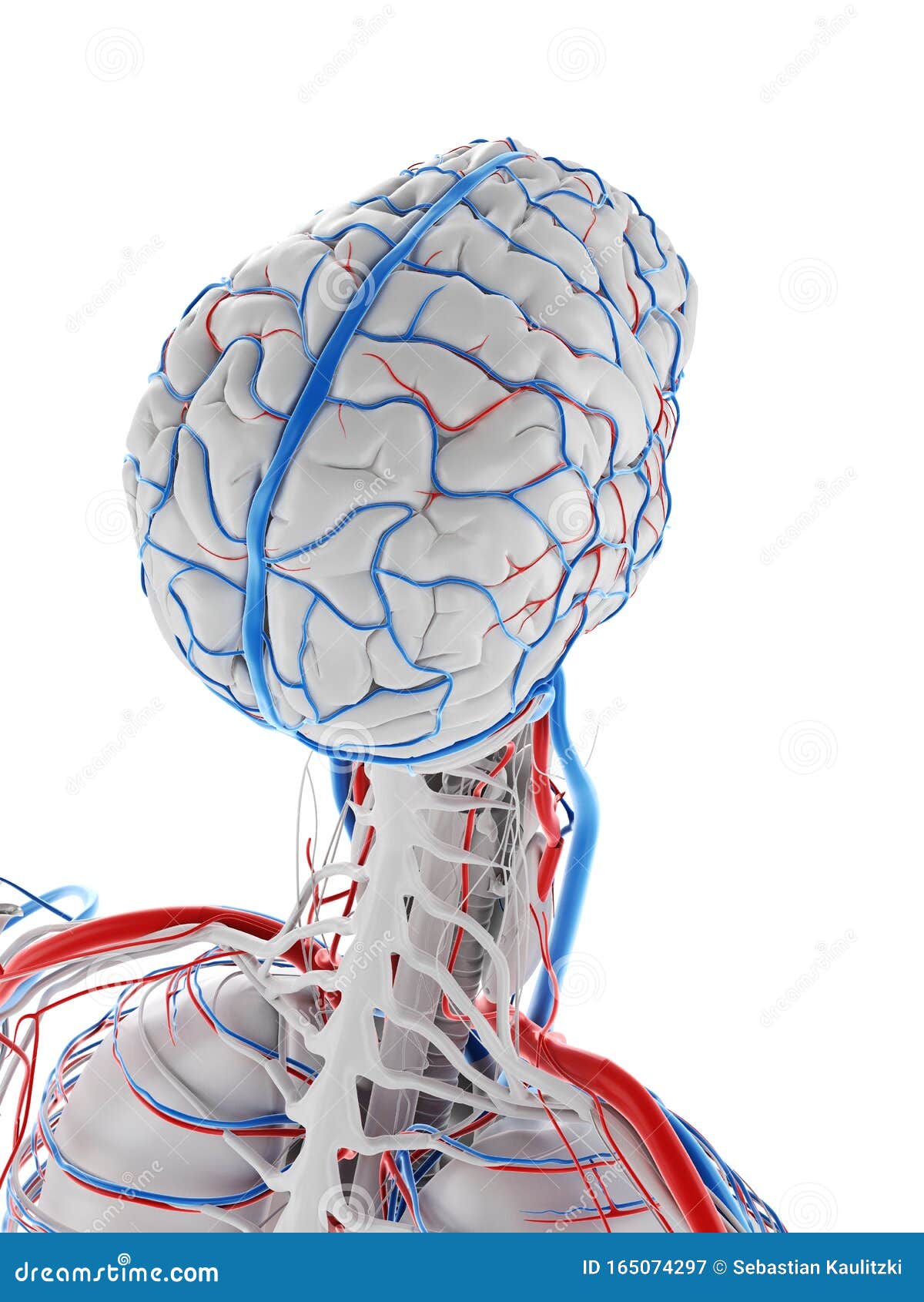 The Vascular System of the Brain Stock Illustration - Illustration of ...