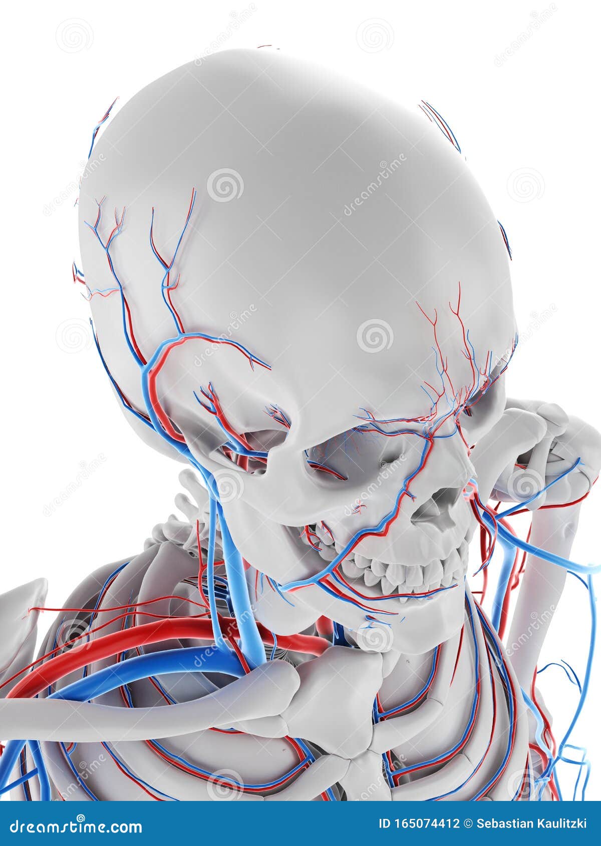 The Vascular System of the Brain Stock Illustration - Illustration of ...