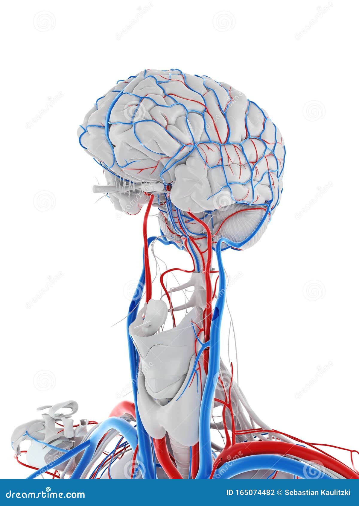 The Vascular System of the Brain Stock Illustration - Illustration of ...