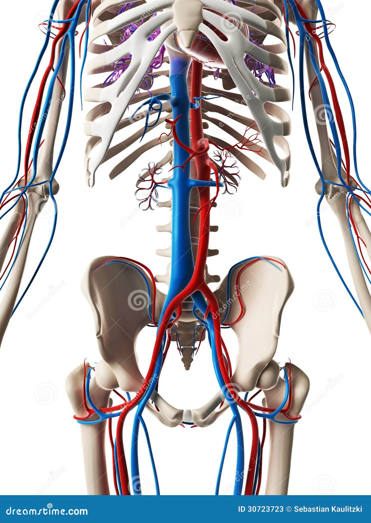Vascular System Cartoon Vector | CartoonDealer.com #1760405