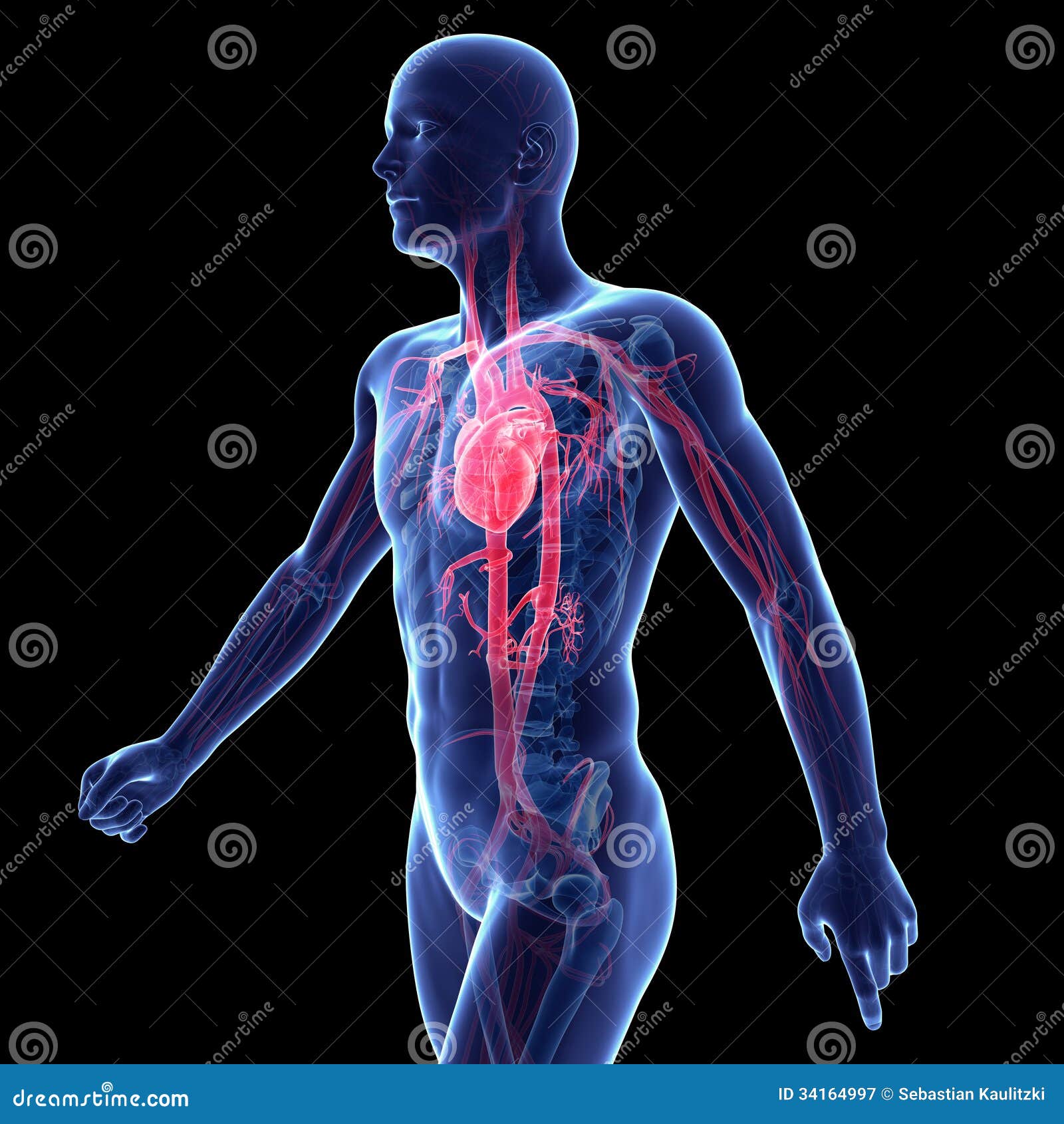 The Vascular System Stock Illustration | CartoonDealer.com #34164997