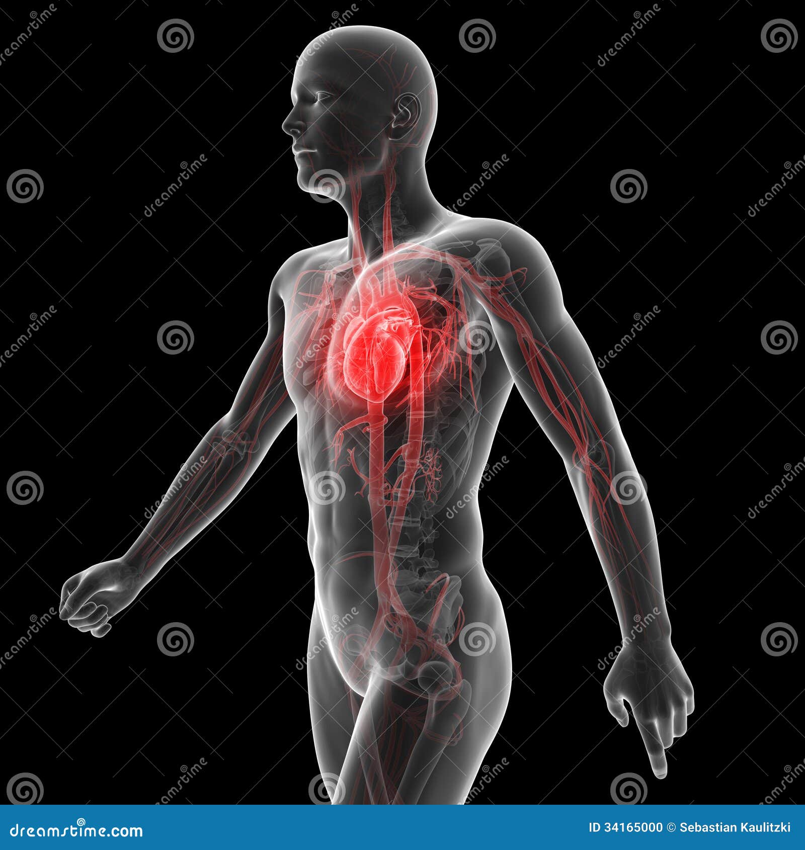 The vascular system stock illustration. Illustration of flow - 34165000