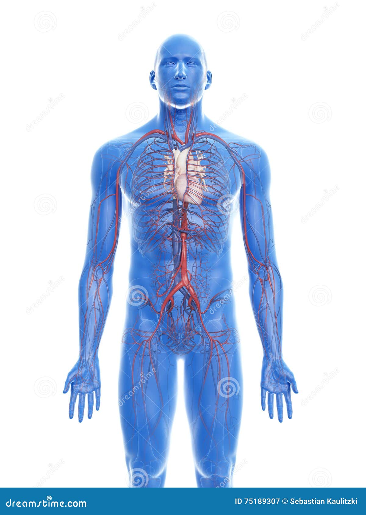 The vascular system stock illustration. Illustration of jugular - 75189307