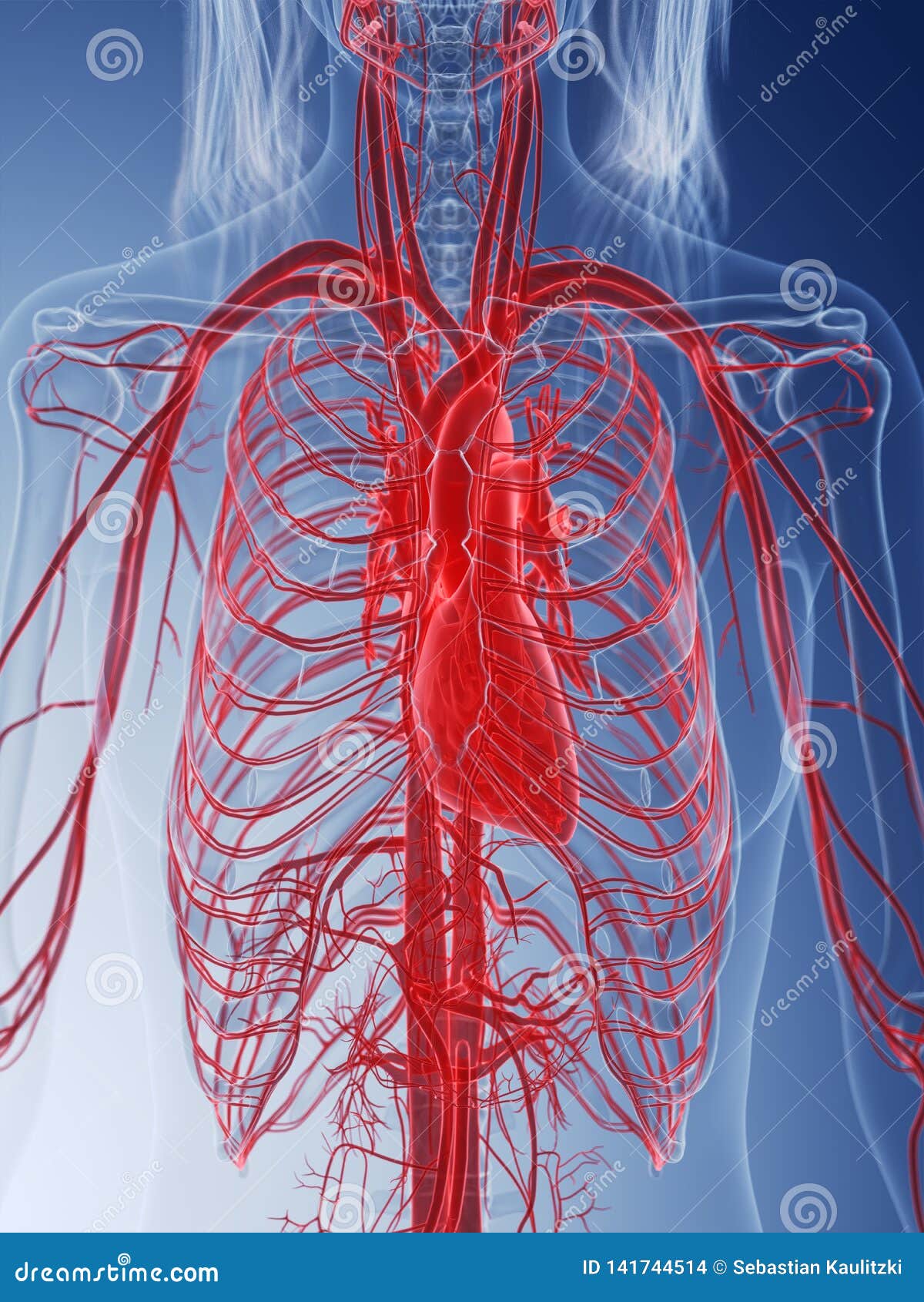 The vascular system stock illustration. Illustration of artwork - 141744514