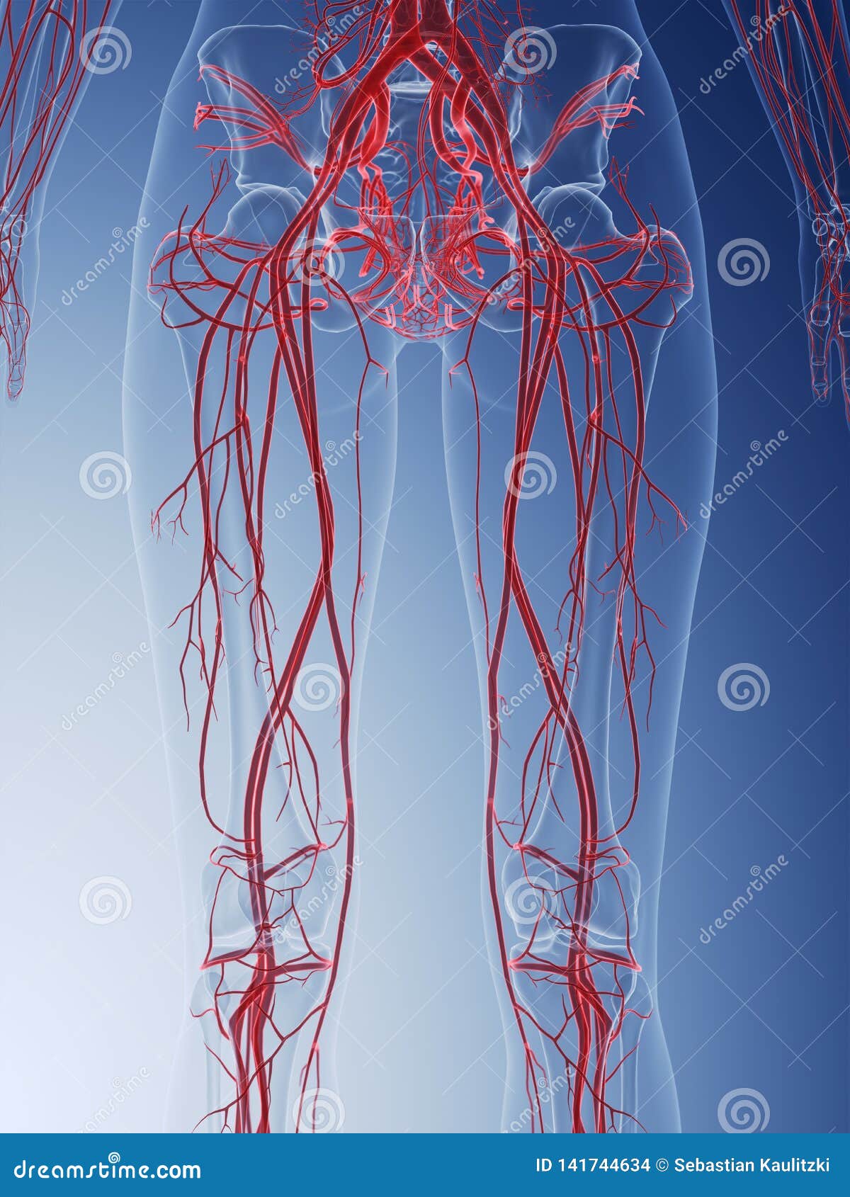 The vascular system stock illustration. Illustration of health - 141744634