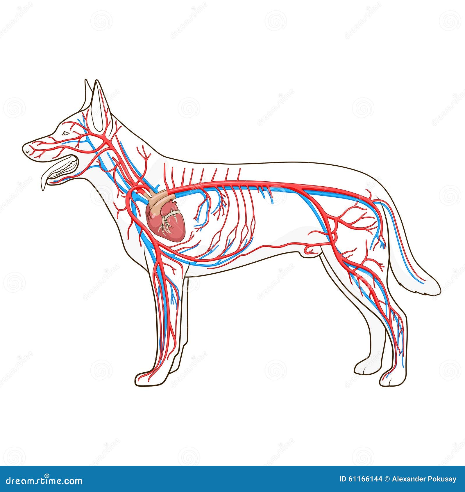 Vascular System of the Dog Vector Illustration Stock Vector ...