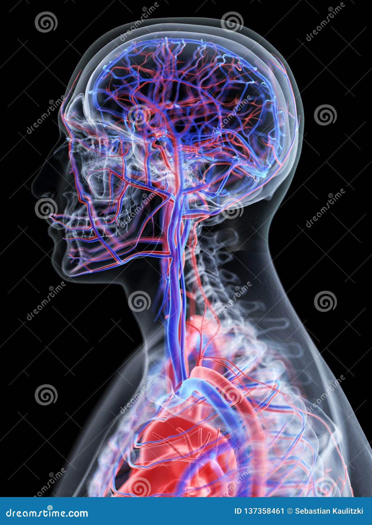 The Vascular System of the Head Stock Illustration - Illustration of ...