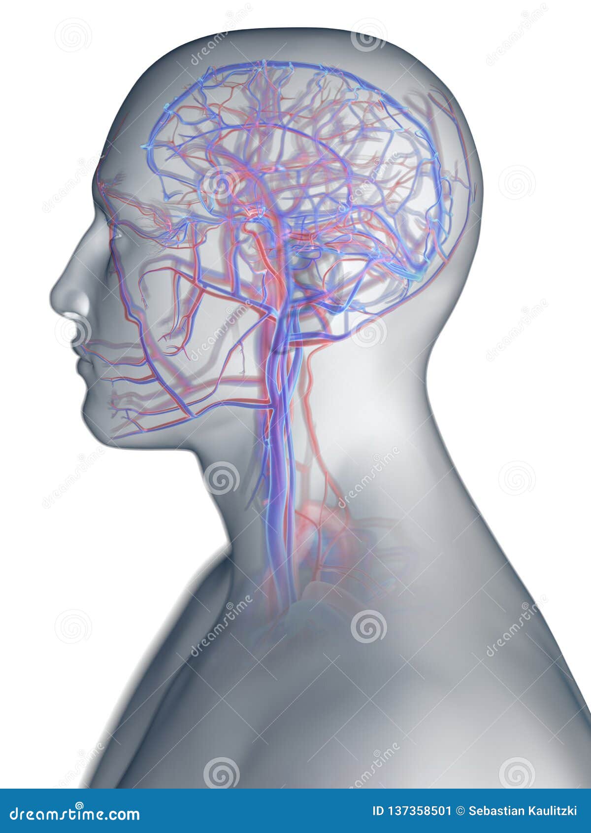 The Vascular System of the Head Stock Illustration - Illustration of ...