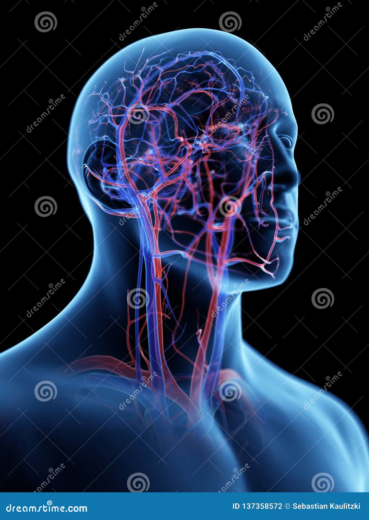 The Vascular System of the Head Stock Illustration - Illustration of ...