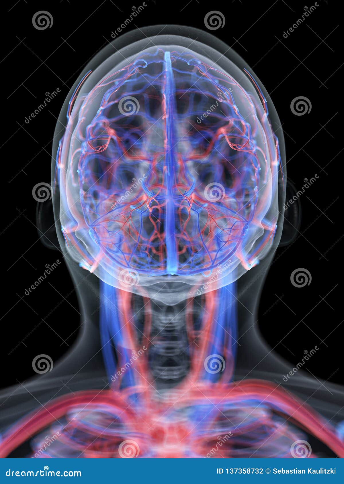 The Vascular System of the Head Stock Illustration - Illustration of ...