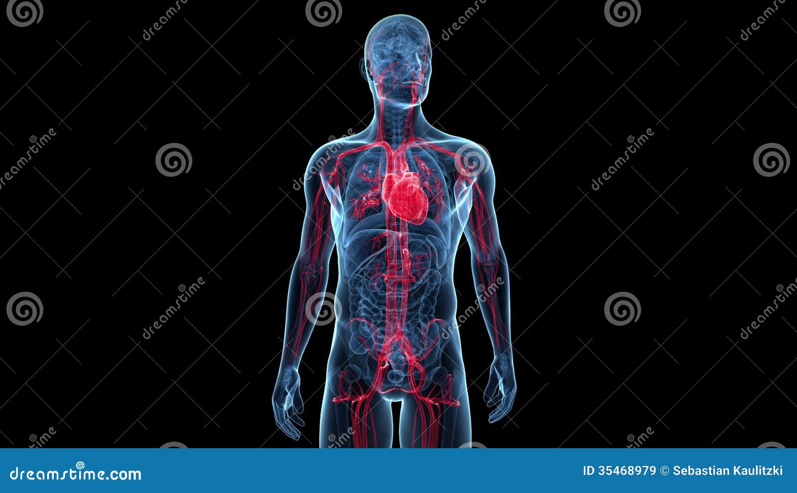 The vascular system stock footage. Video of cardiac, infarction - 35468979