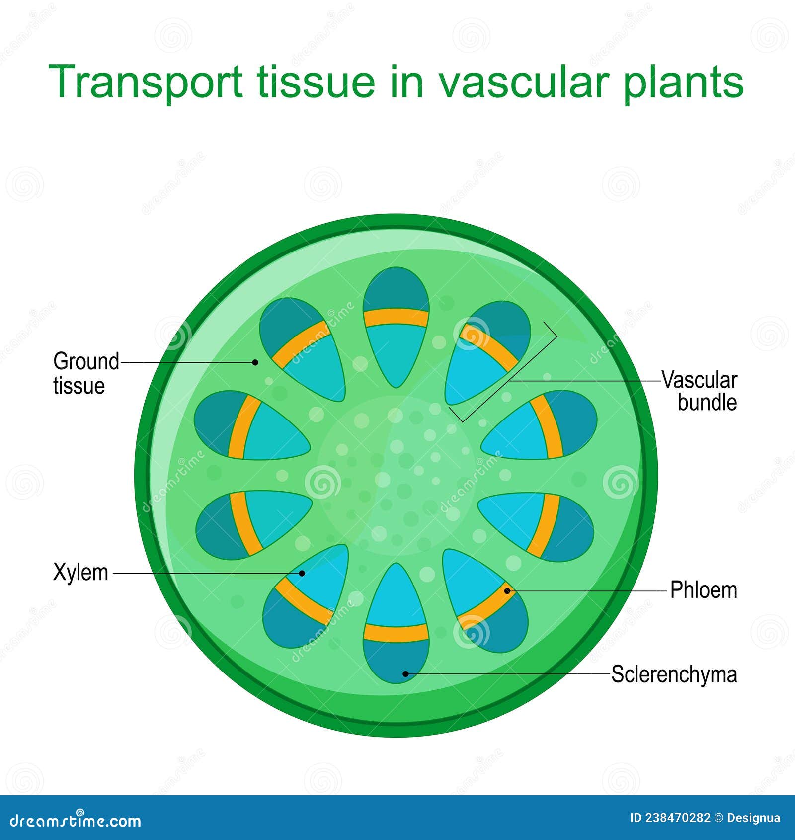 Vascular Tissue System of Plants Stock Illustration - Illustration of ...