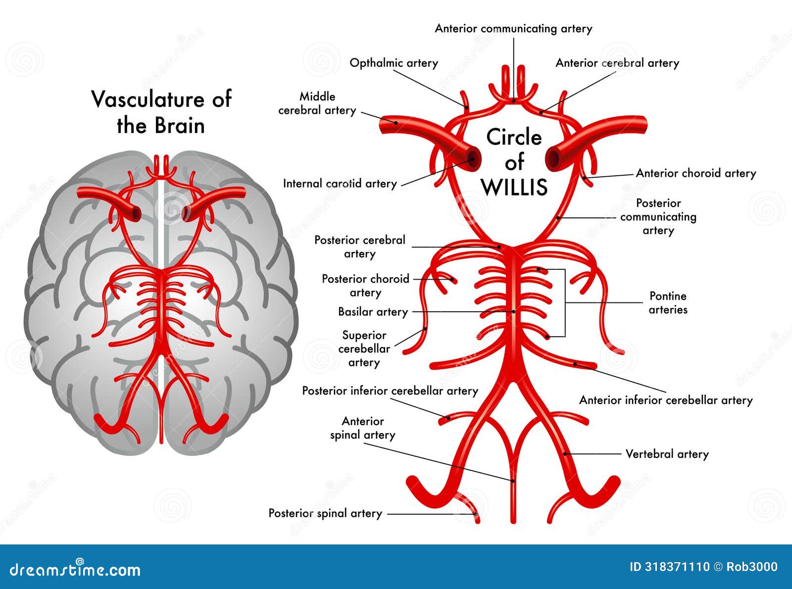 Vasculature of human brain stock vector. Illustration of human - 318371110