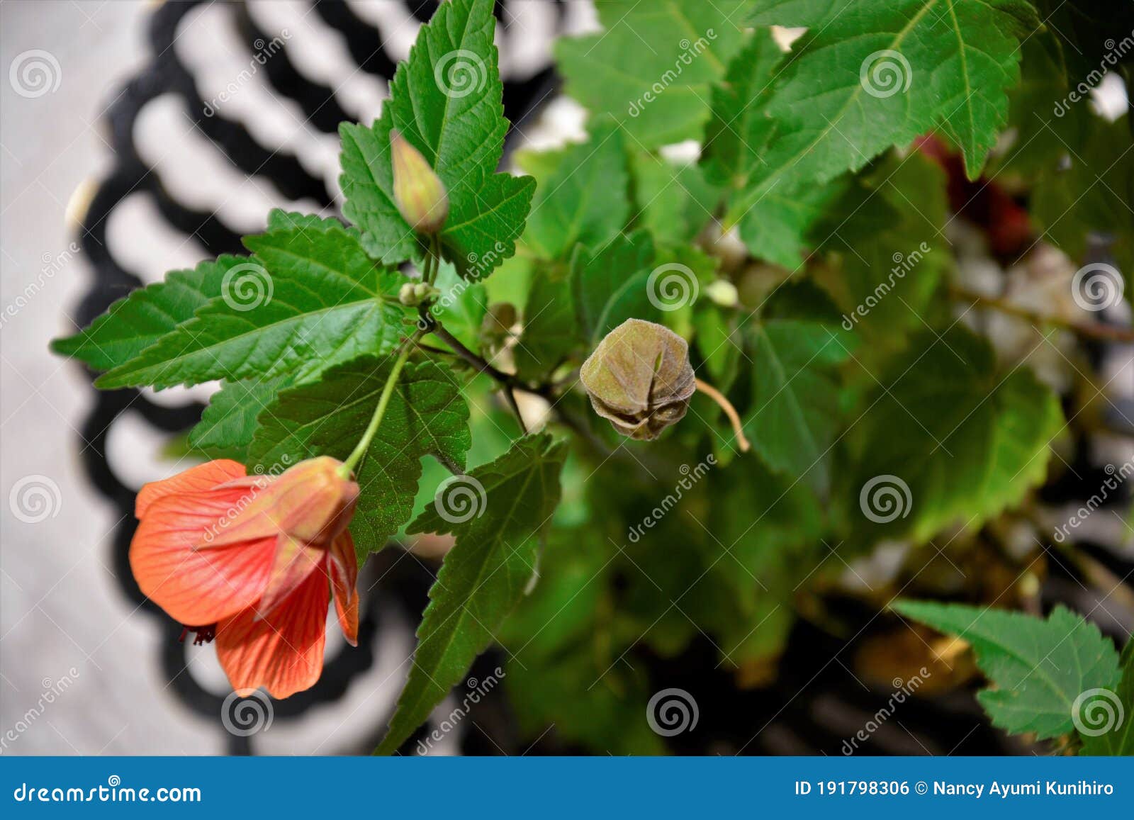 In the Vase the Abutilon Striatum Flower Stock Photo - Image of buds ...