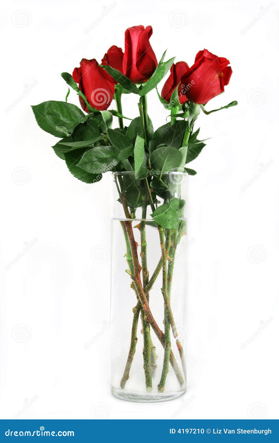 Vase avec des roses photo stock. Image du rose, refoulé - 4197210