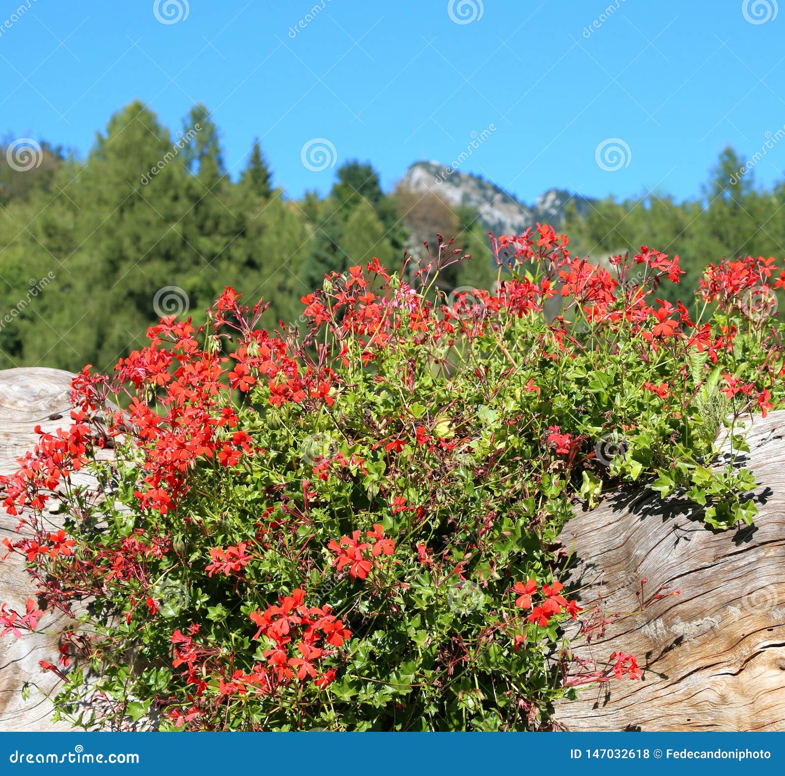 Vase for Geraniums Flowers in Spring in the Mountains Stock Photo ...