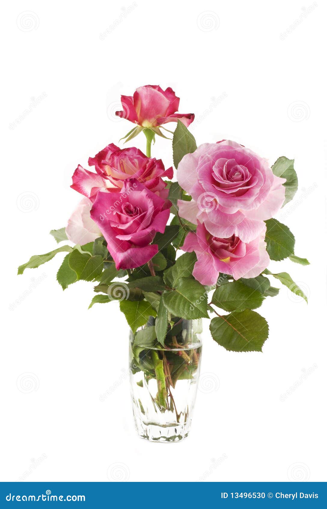 Vase of Pink Roses stock photo. Image of studio, copy - 13496530