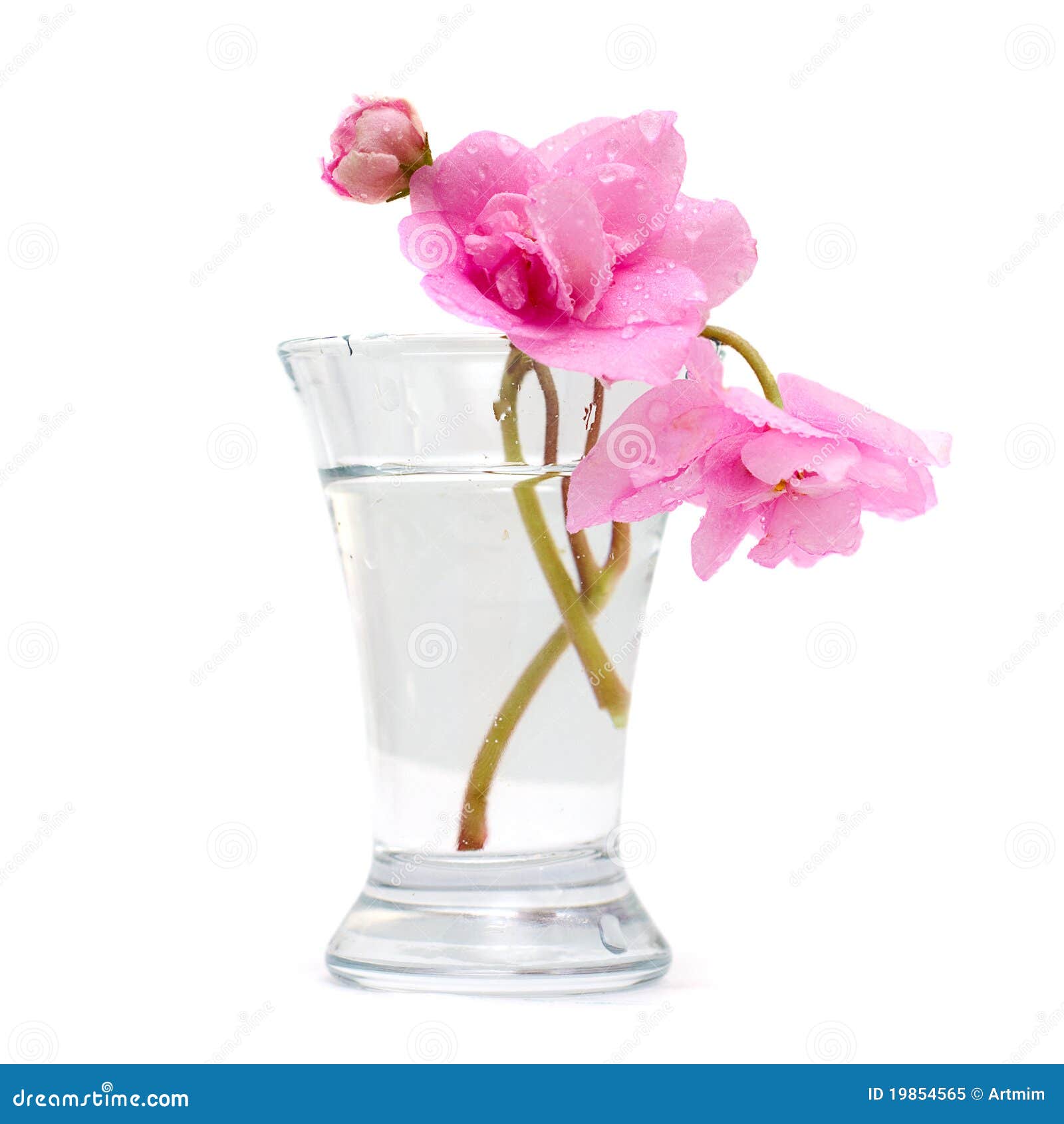 Vase with Pink Spring Flower Isolated Stock Image - Image of nature ...