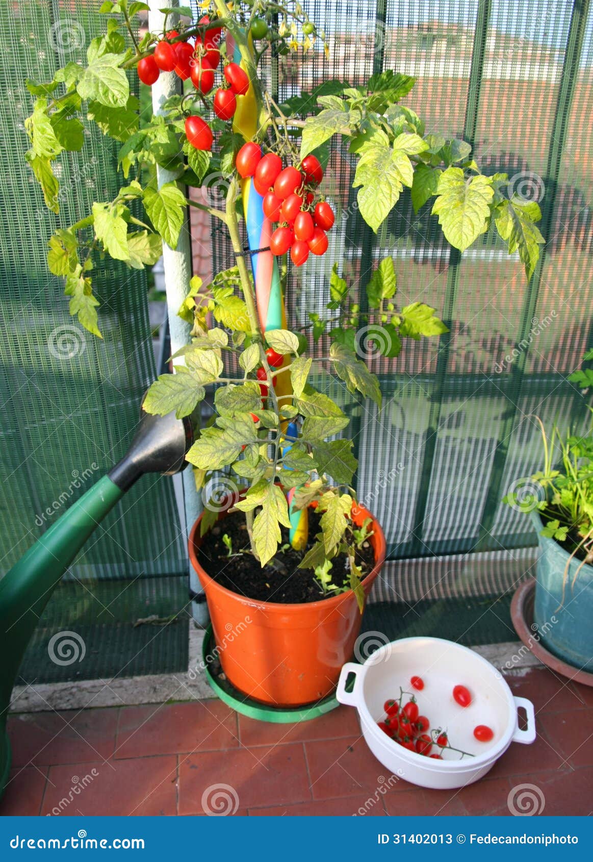 Vase with Tomato Plant and the White Container with those Already ...