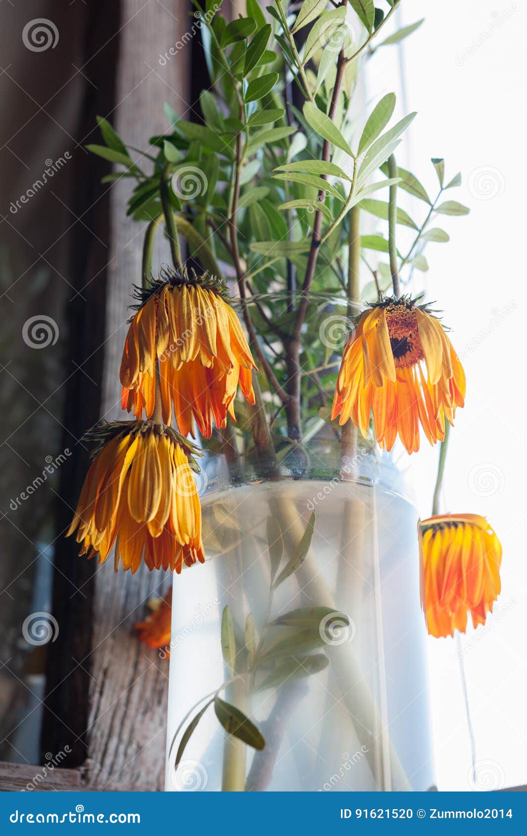 A vase of withered flowers stock photo. Image of withered - 91621520