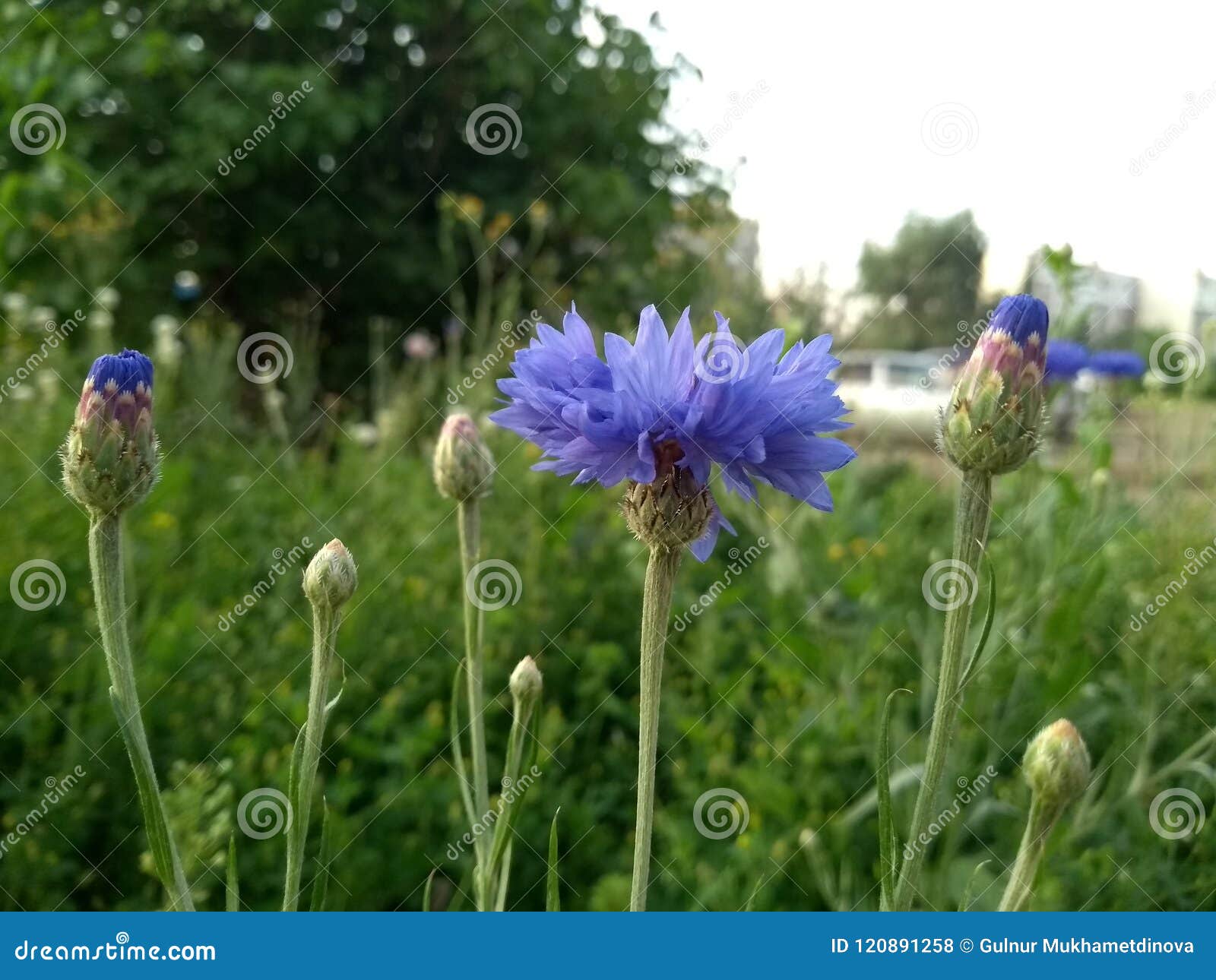Vasilek stock photo. Image of spring, vasilek, flower - 120891258