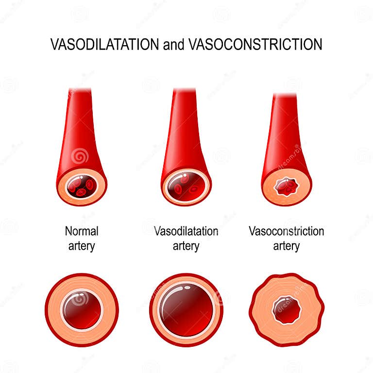Vasodilation and Vasoconstriction Stock Vector - Illustration of ...