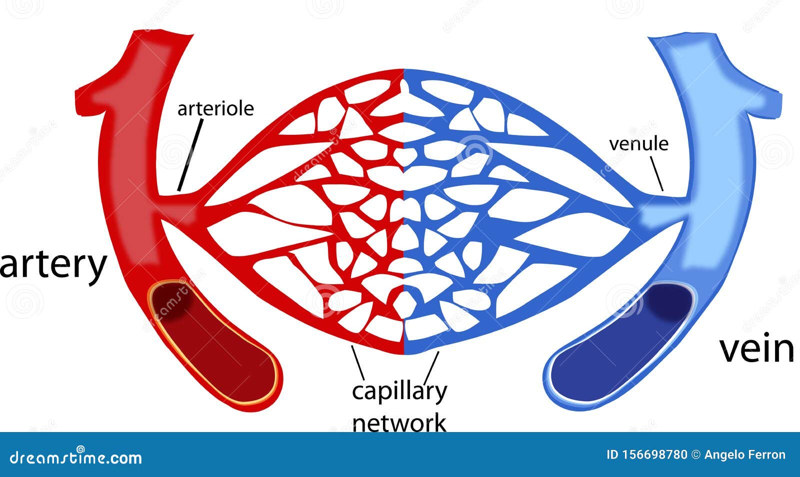 Vasos SanguÃ­neos, Capilares Humanos Ilustración del Vector ...