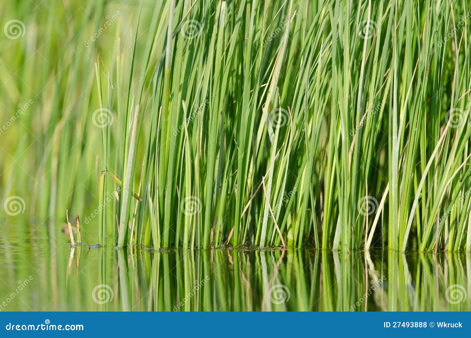 Vass arkivfoto. Bild av vatten, europa, kust, vass, bakgrund - 27493888