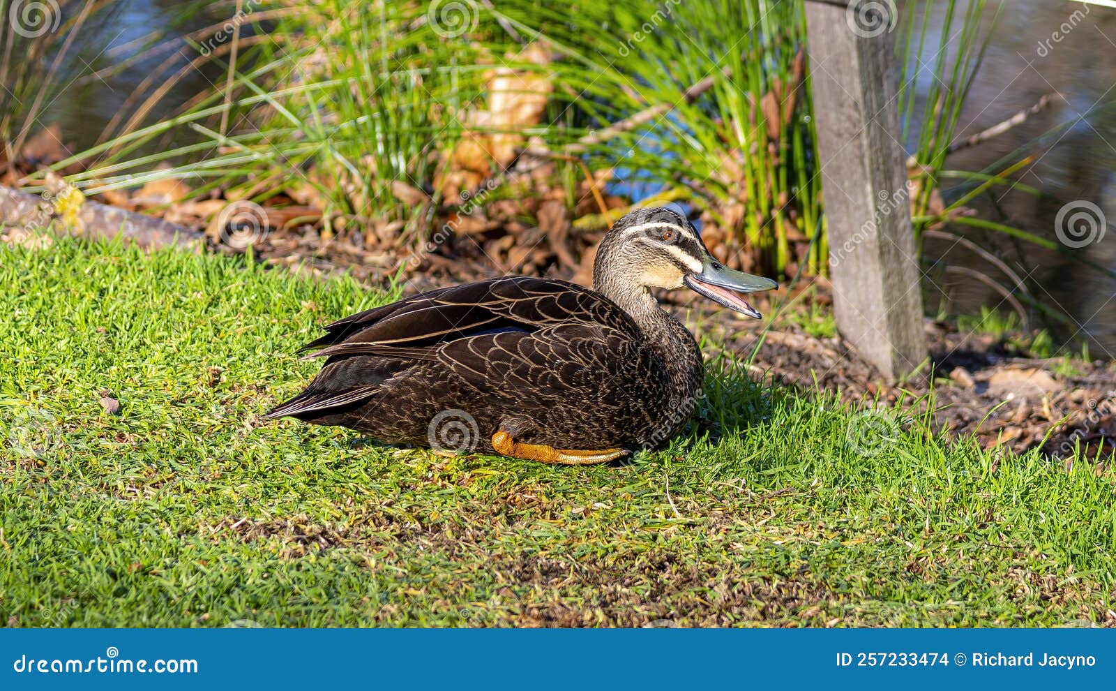 Vasse-Wonnerup Wetlands, the Lower Vasse River is Made Up of the Vasse ...