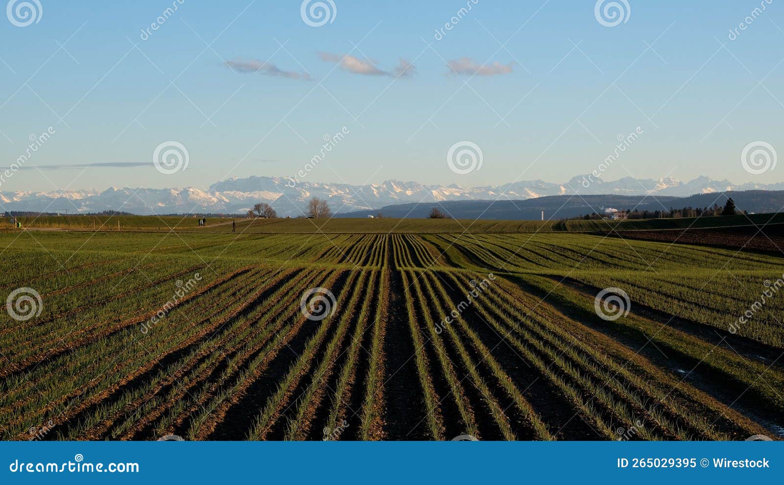 Vast Agricultural Land in the Daytime Stock Image - Image of crop ...