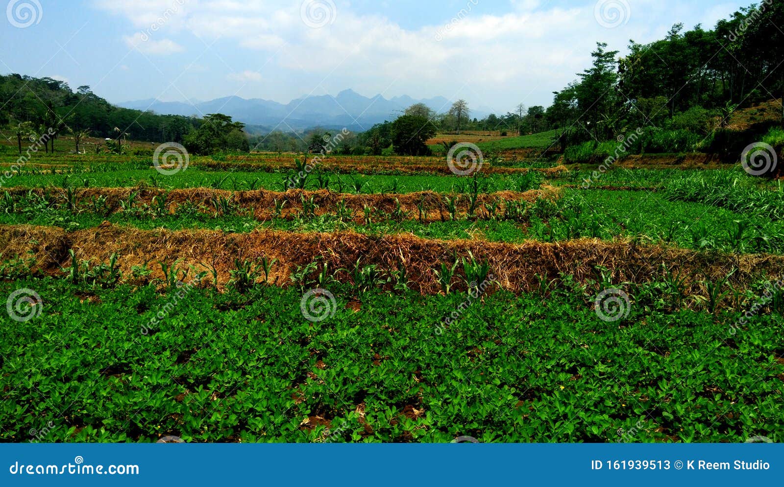 A Vast Bean Field with a Background of Mountains and Clouds Stock Image ...