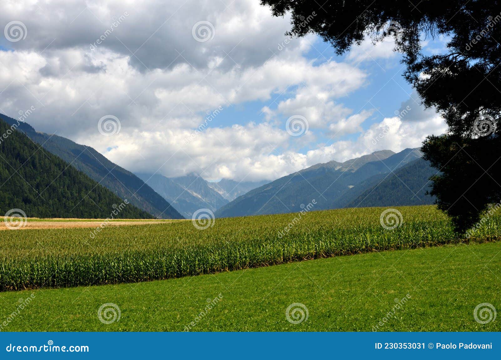 Corn fields in the valley stock image. Image of scenic - 230353031