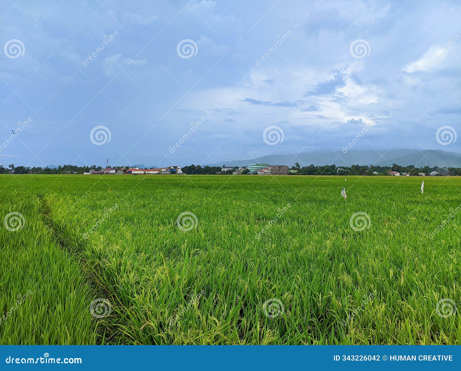 Vast Expanse of Green Rice Fields with a Backdrop of Hills and Cloudy ...