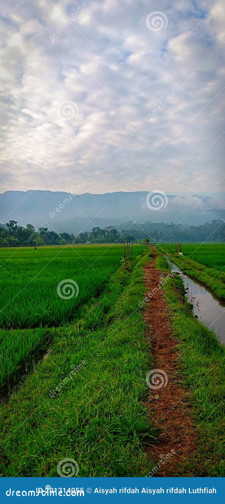 A Vast Expanse of Rice Fields in the Land of Java, INDONESIA Stock ...